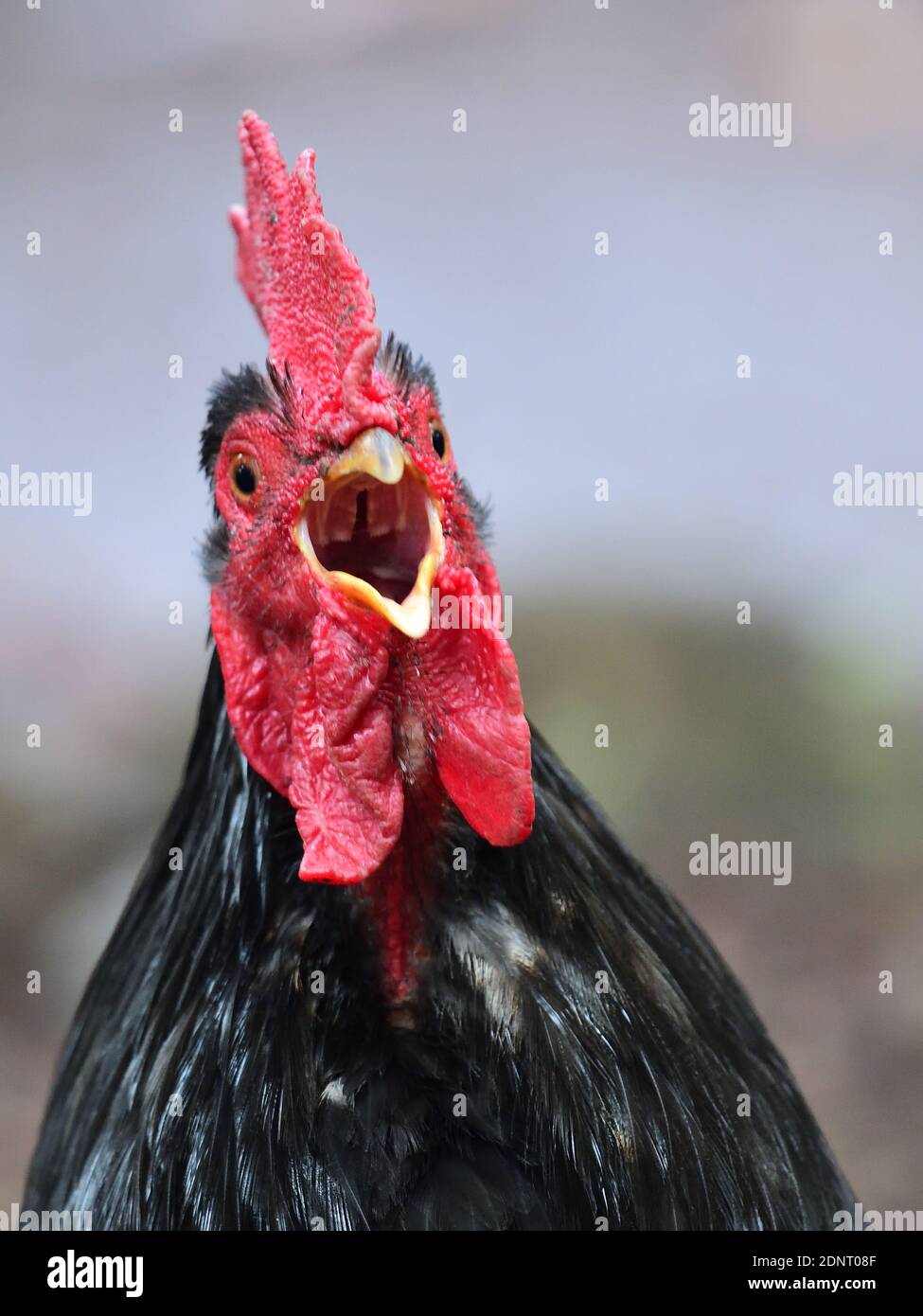 Head chicken squawking hi-res stock photography and images - Alamy