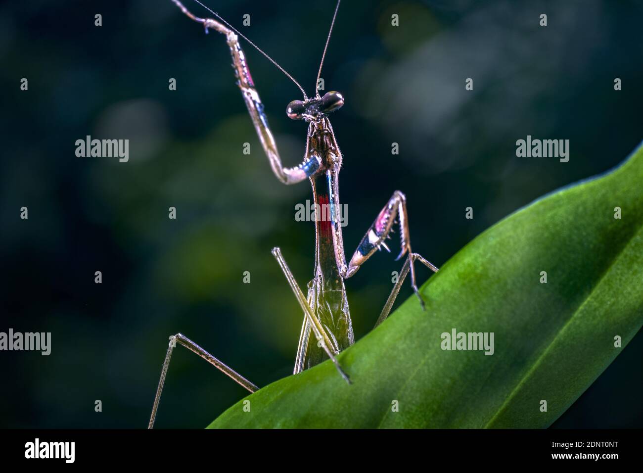 City mantis hi-res stock photography and images - Alamy