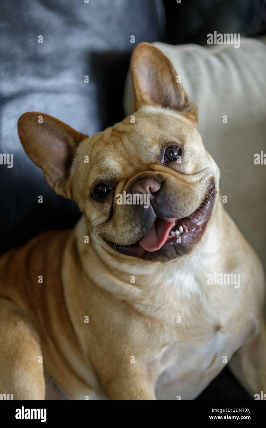 Smiley Face Dog High Resolution Stock Photography and Images - Alamy