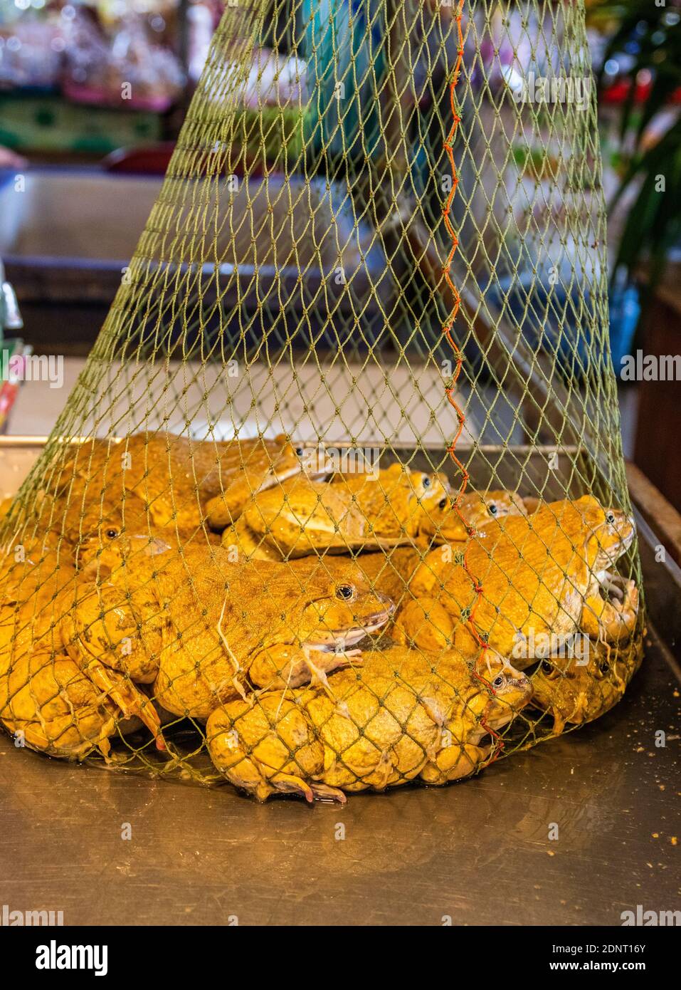 Frogs selling to eat from a market in Thailand Asia Stock Photo - Alamy