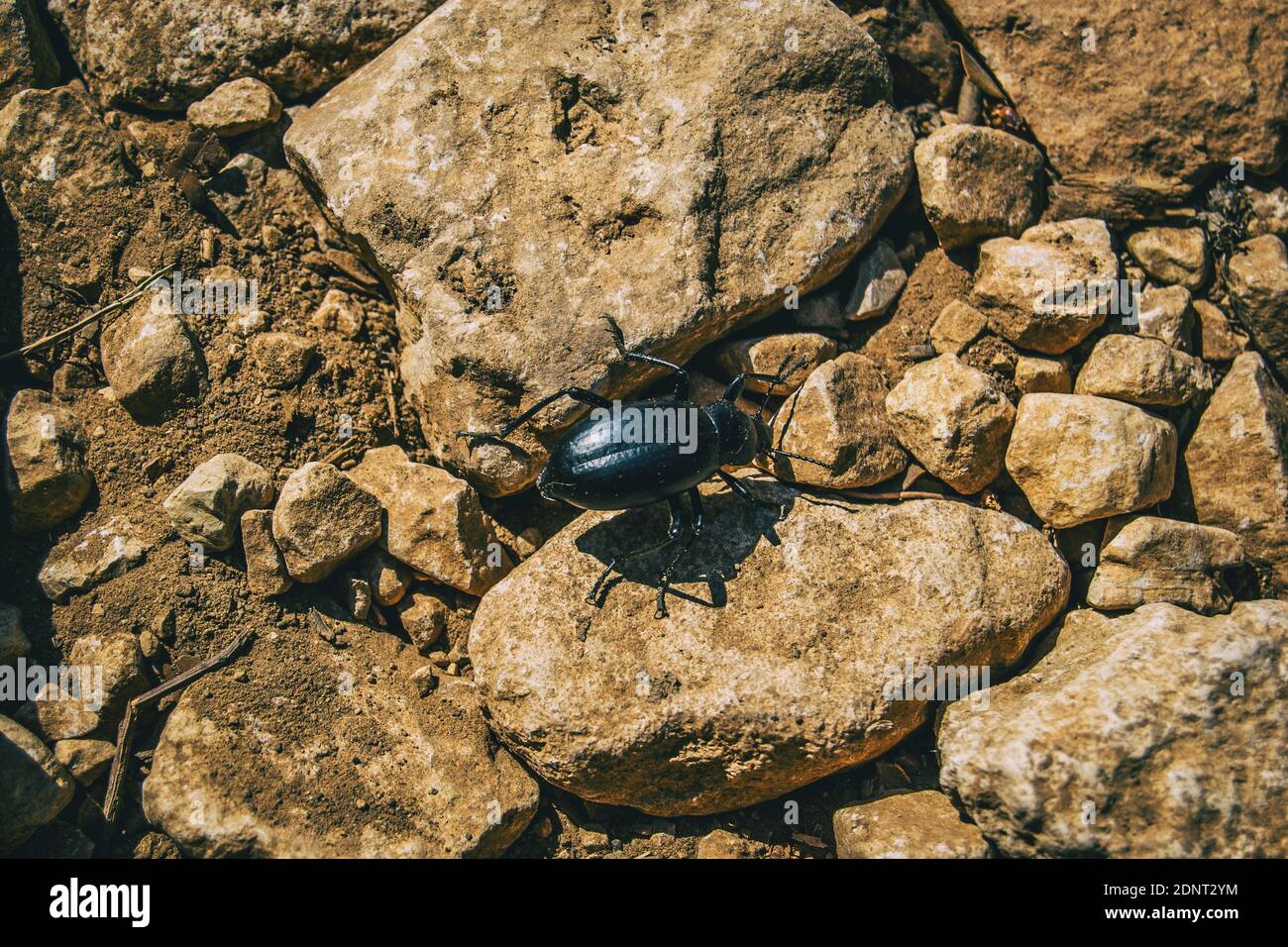 Ground beetle eating hi-res stock photography and images - Alamy