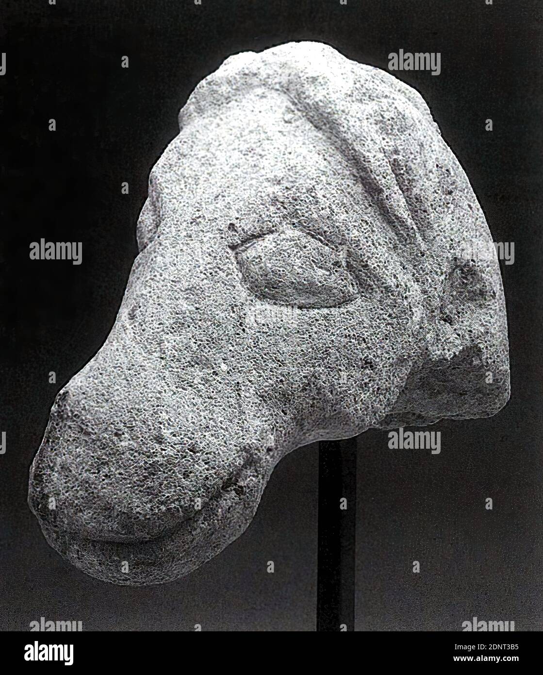 Horse head, tuff, chiseled, Nenfro tuff, Total: Height: 40 cm ...