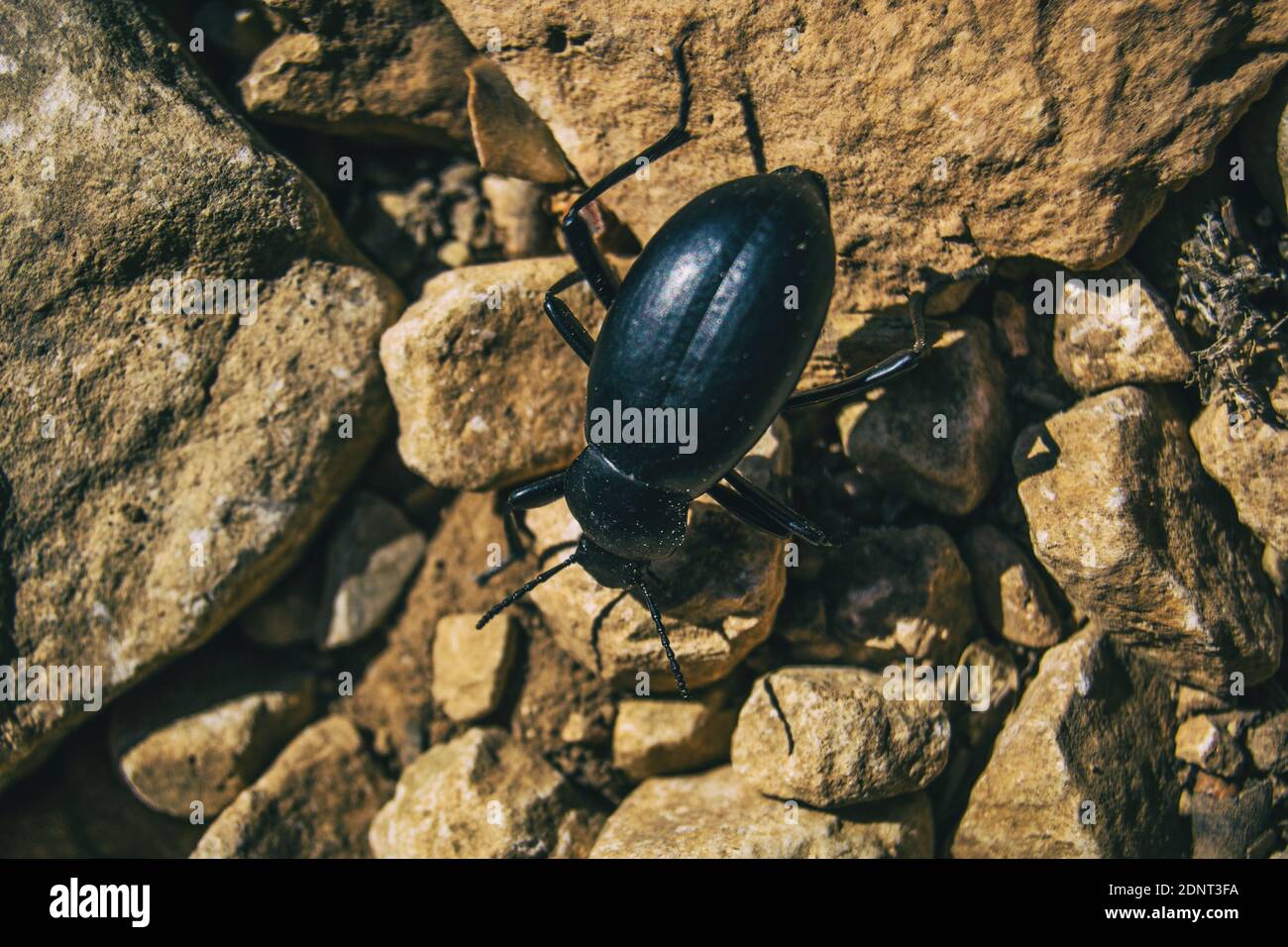 a black beetle on the ground of a field full of stones Stock Photo - Alamy