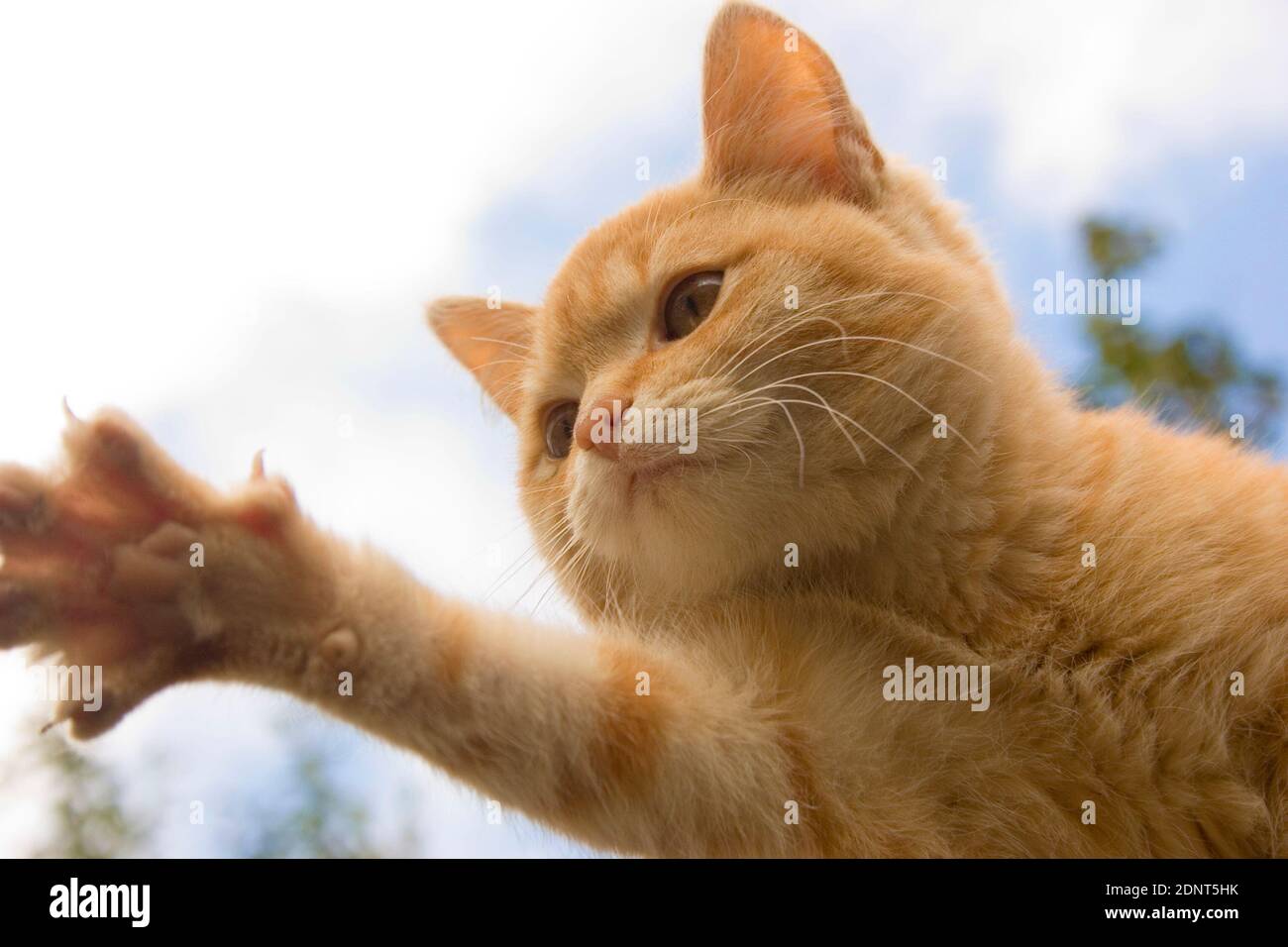 Ginger cat. Domestic red cat posing on the roof of the building Stock ...