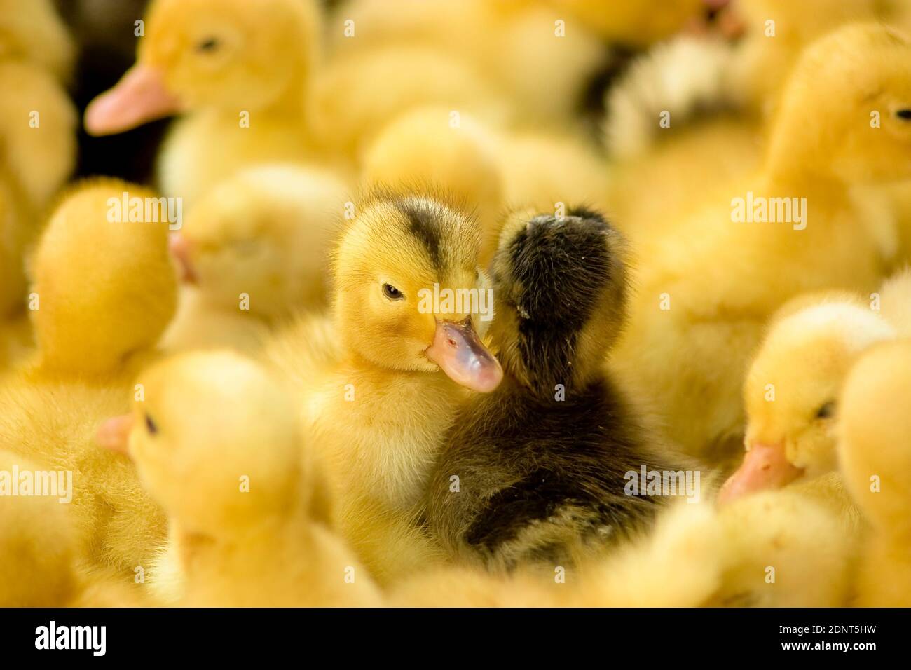 Ducklings. Many yellow ducklings cling to each other in a confined ...
