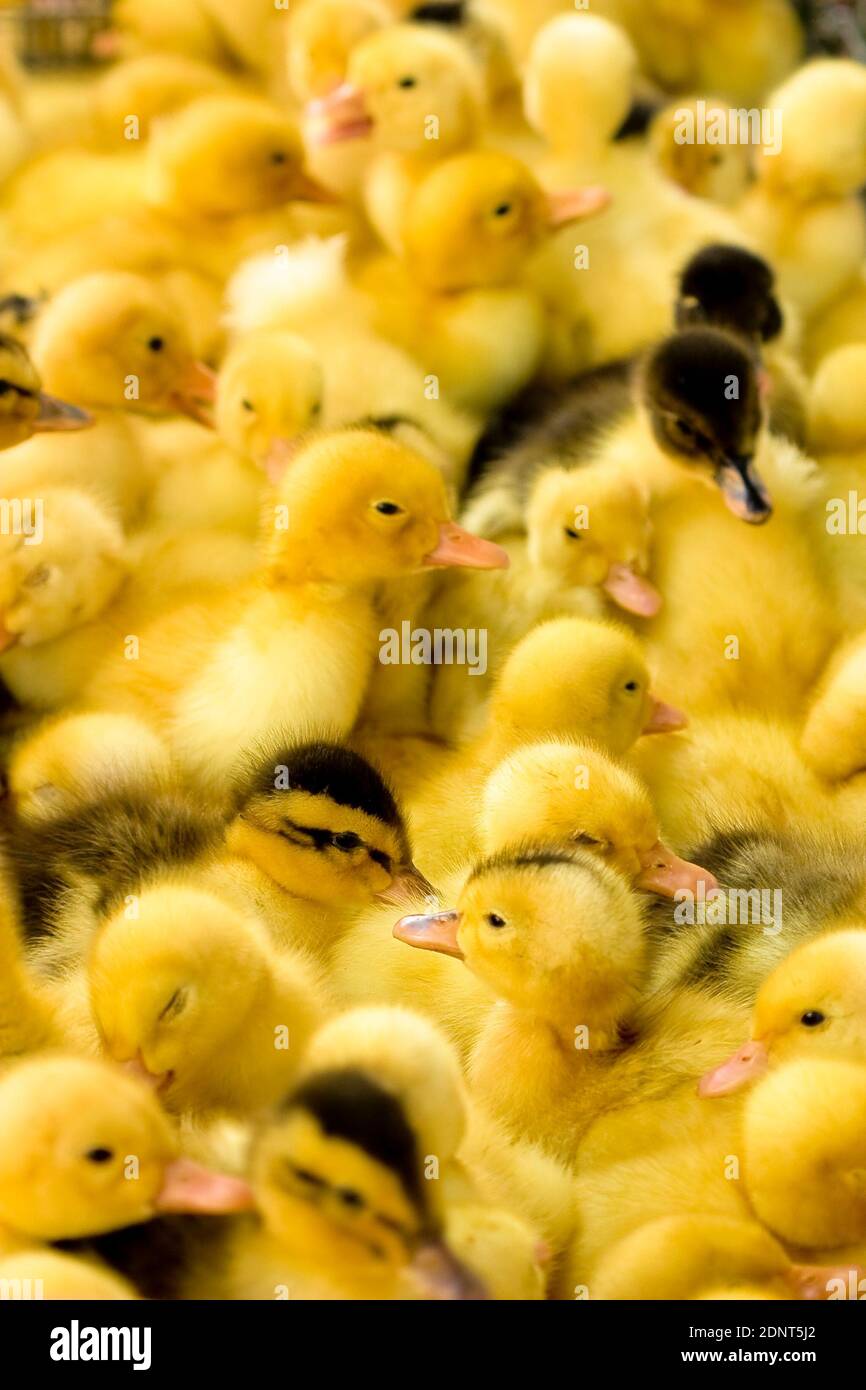 Ducklings. Many yellow ducklings cling to each other in a confined ...