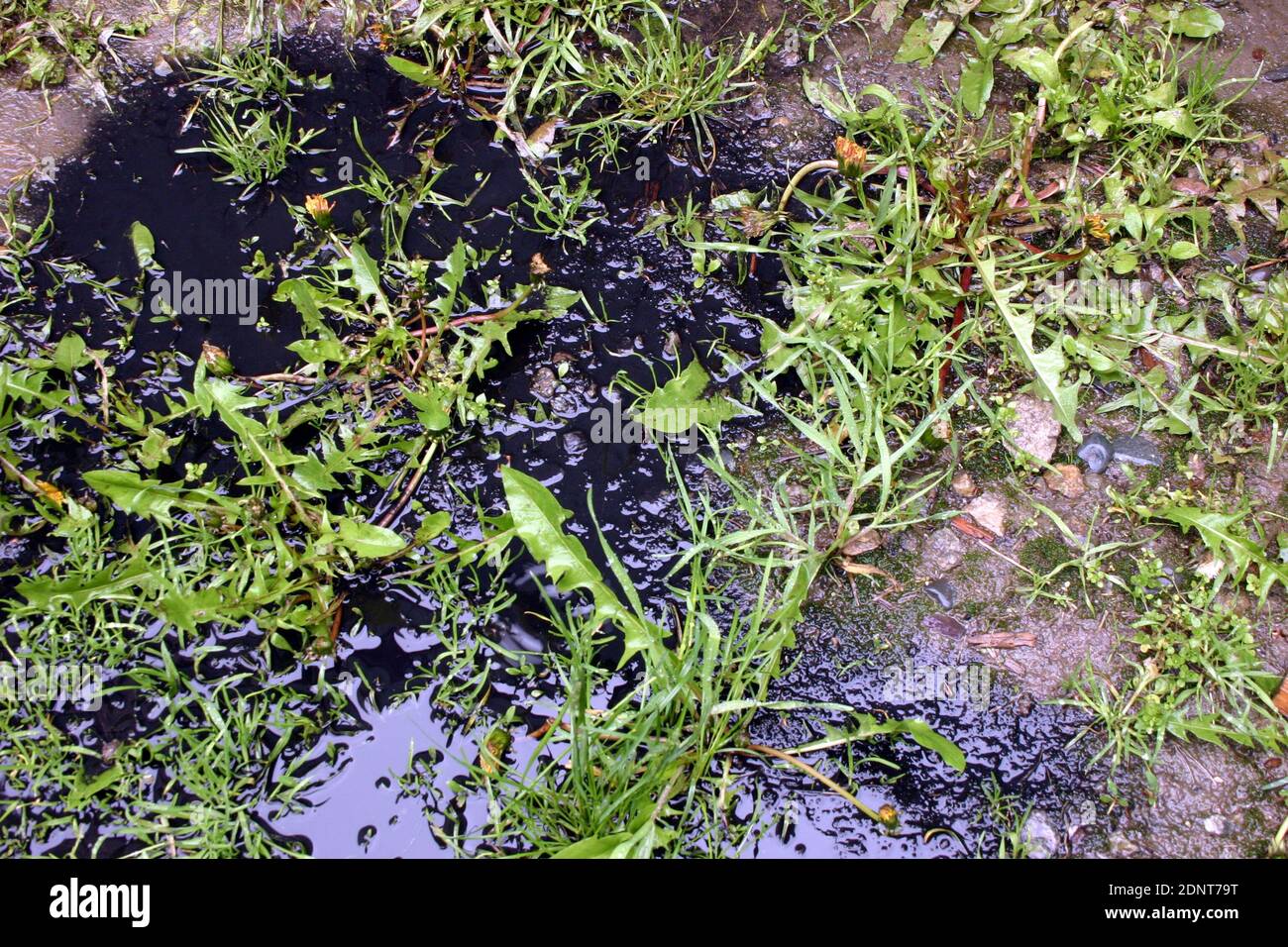 Land pollution. Spilled oil on wet ground with green grass Stock Photo ...