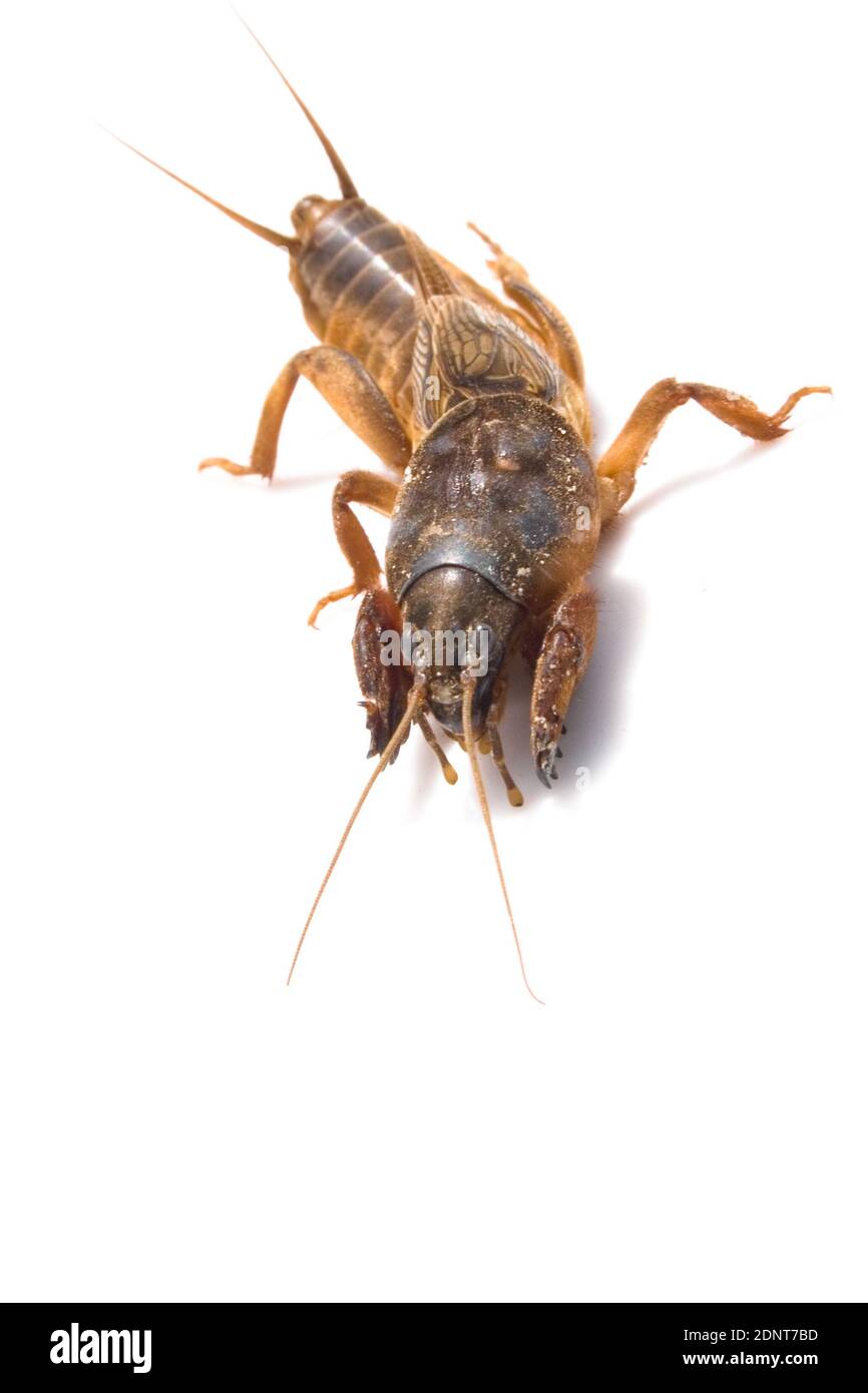 European mole cricket. Large insect - gryllotalpa gryllotalpa (European ...