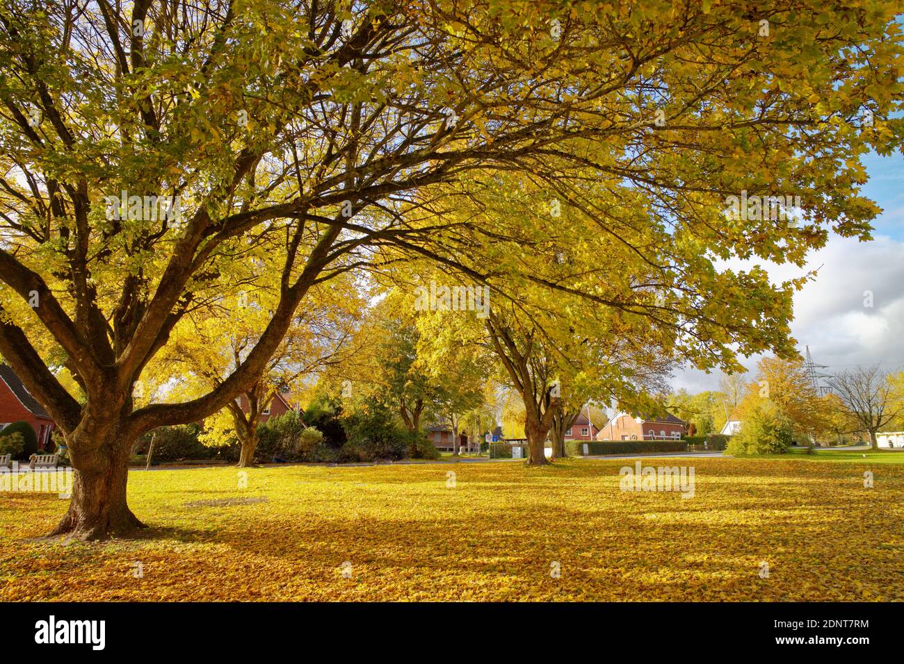 Linden district hi-res stock photography and images - Alamy