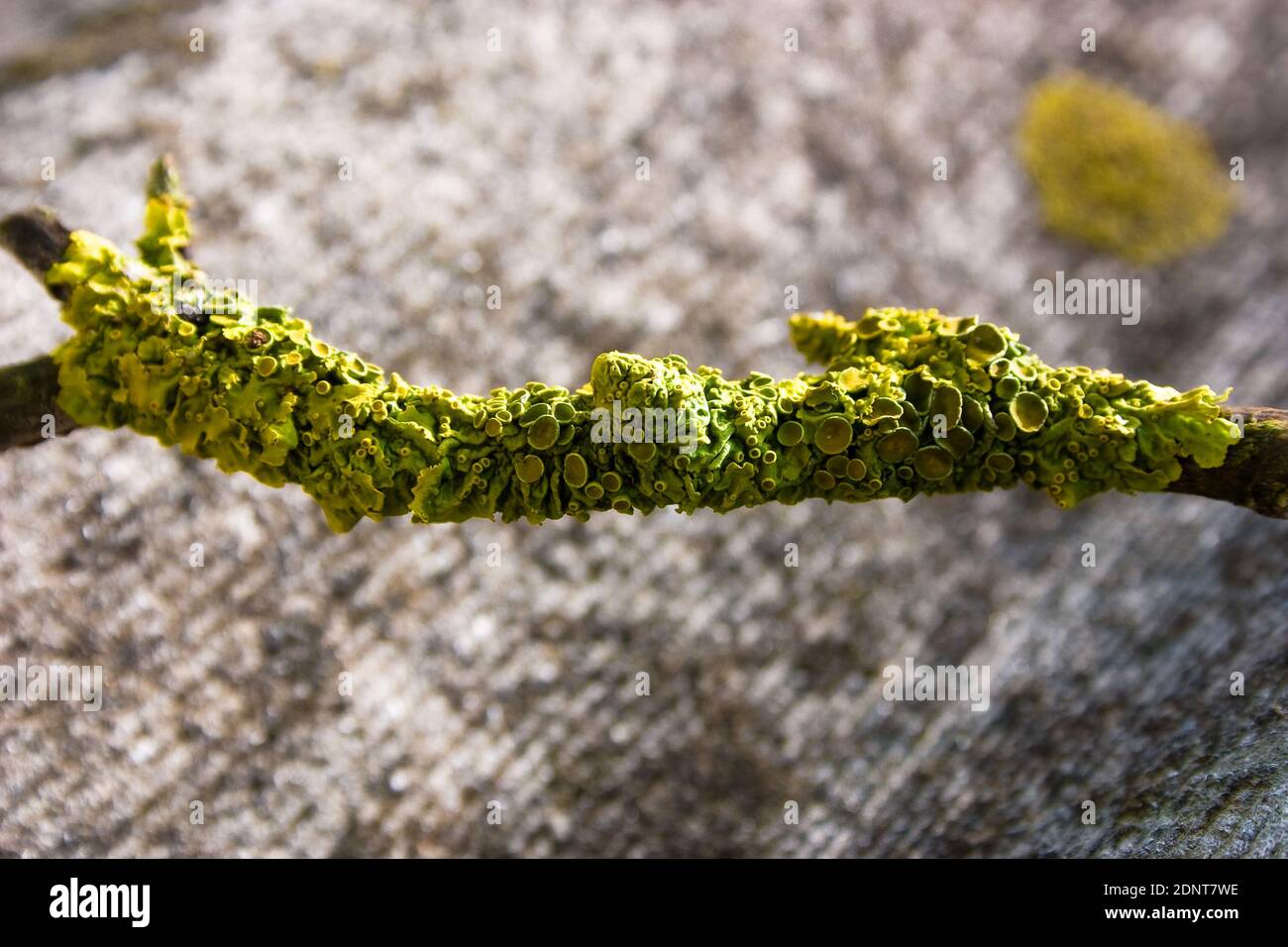 Moss on a branch. A dry branch with green moss Stock Photo - Alamy