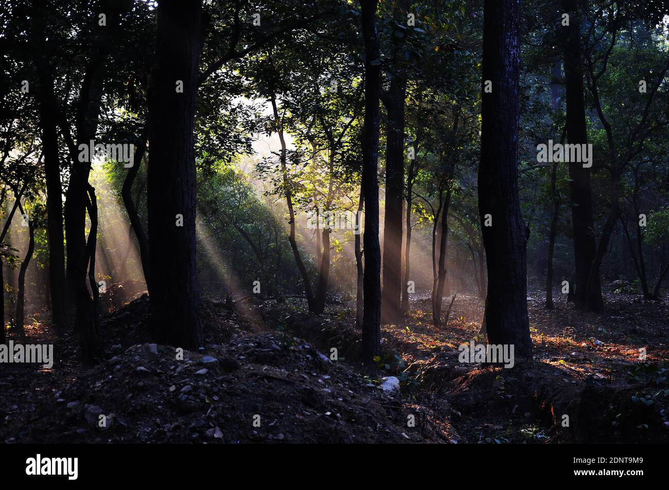 Dehradun trees hi-res stock photography and images - Alamy