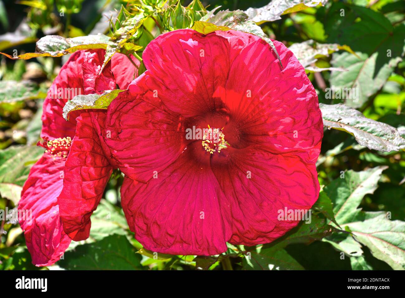 Perennial hardy hibiscus hi-res stock photography and images - Alamy