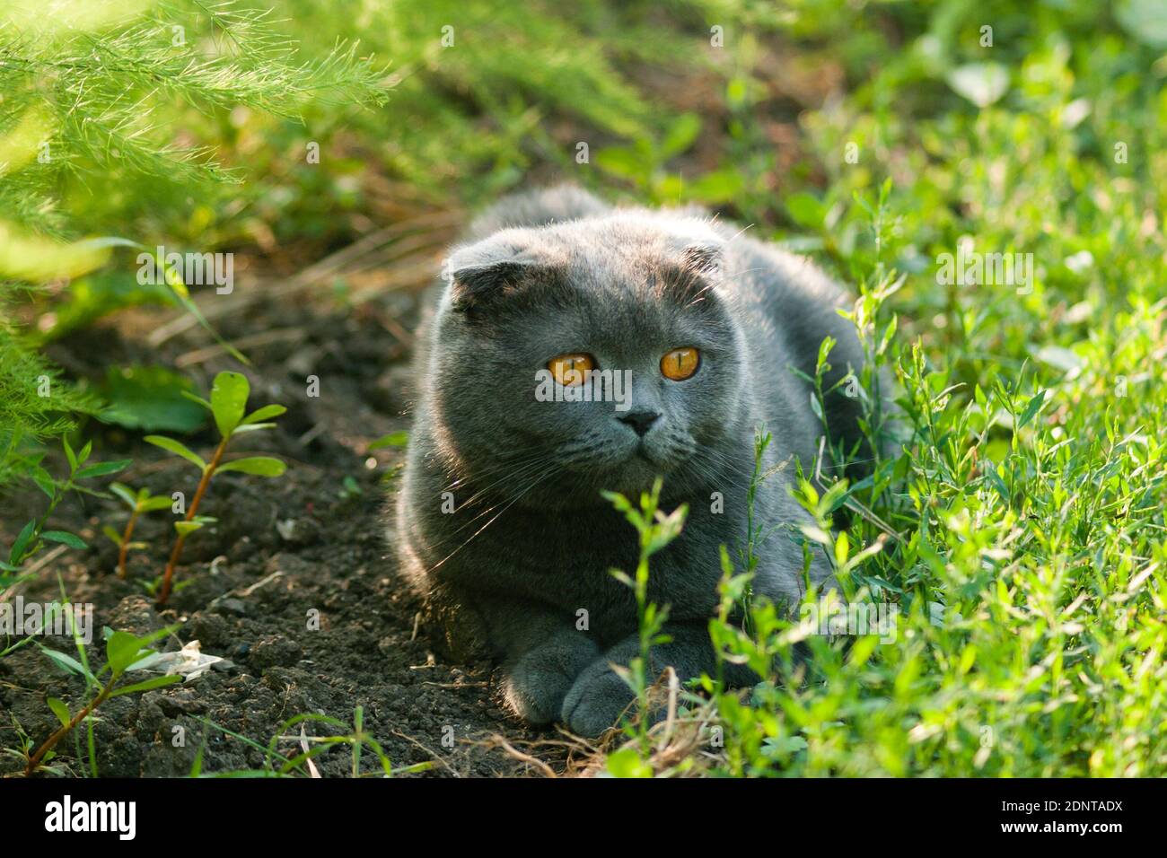 Scottish fold cat. Lilac-coated Scottish Fold male cat in the grass ...