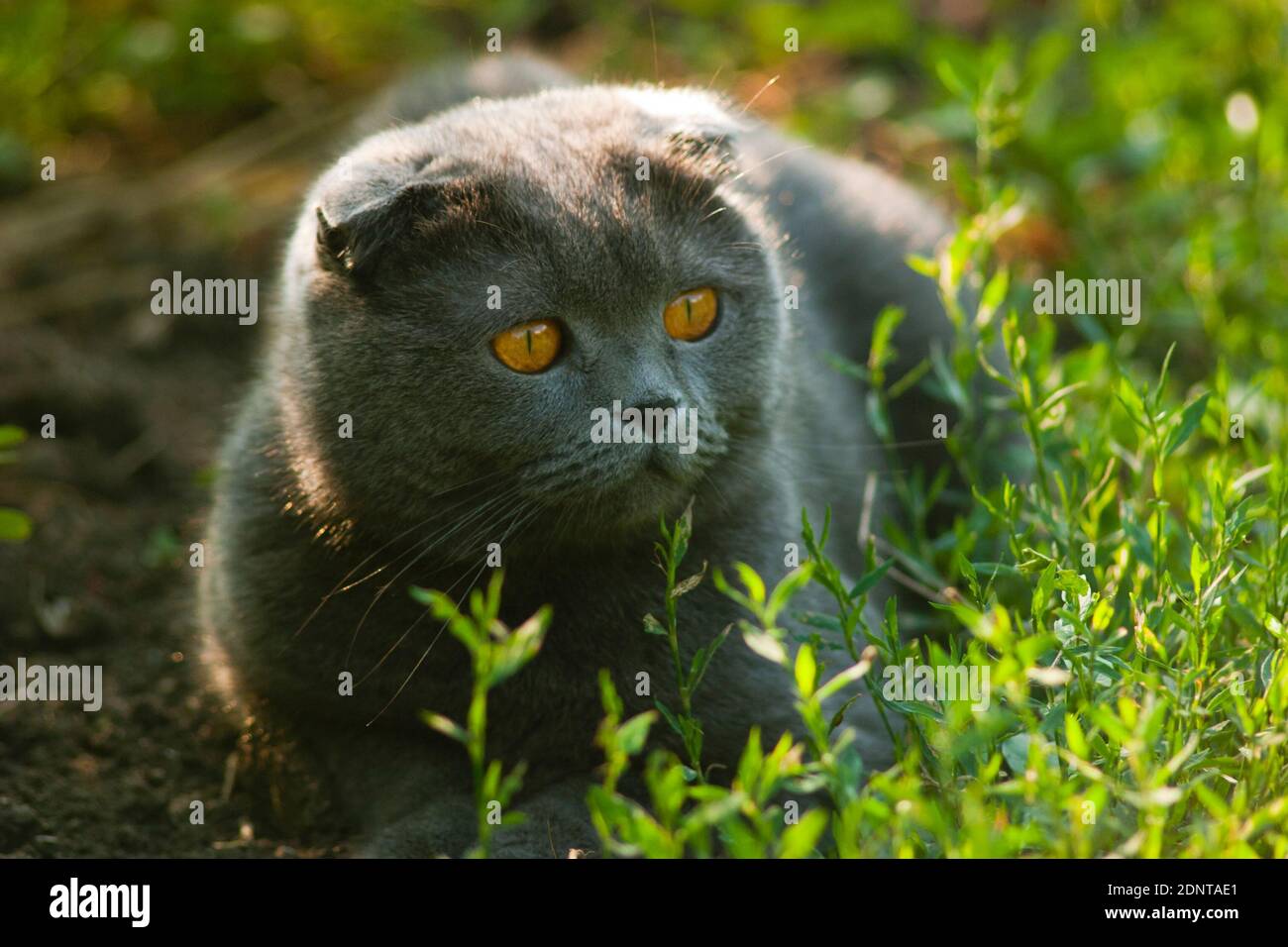 Blue scottish fold domestic cat hi-res stock photography and images - Alamy