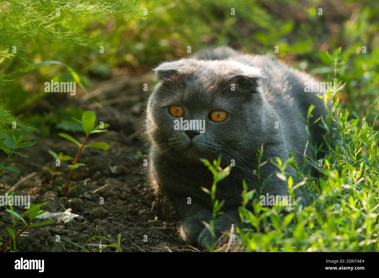 Scottish fold cat. Lilac-coated Scottish Fold male cat in the grass ...