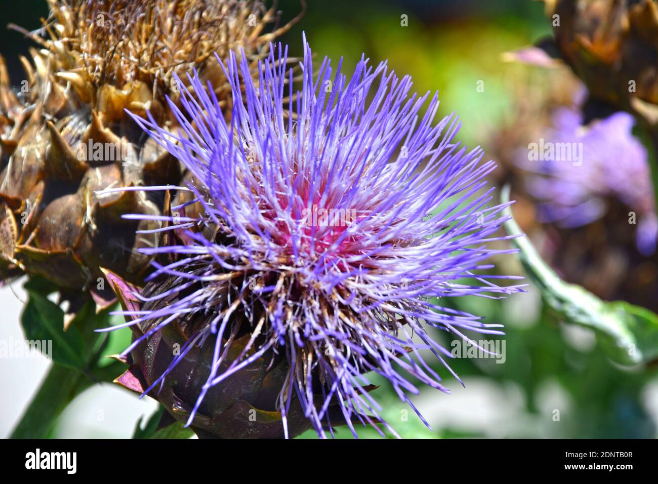Popular floral decoration used hi-res stock photography and images - Alamy