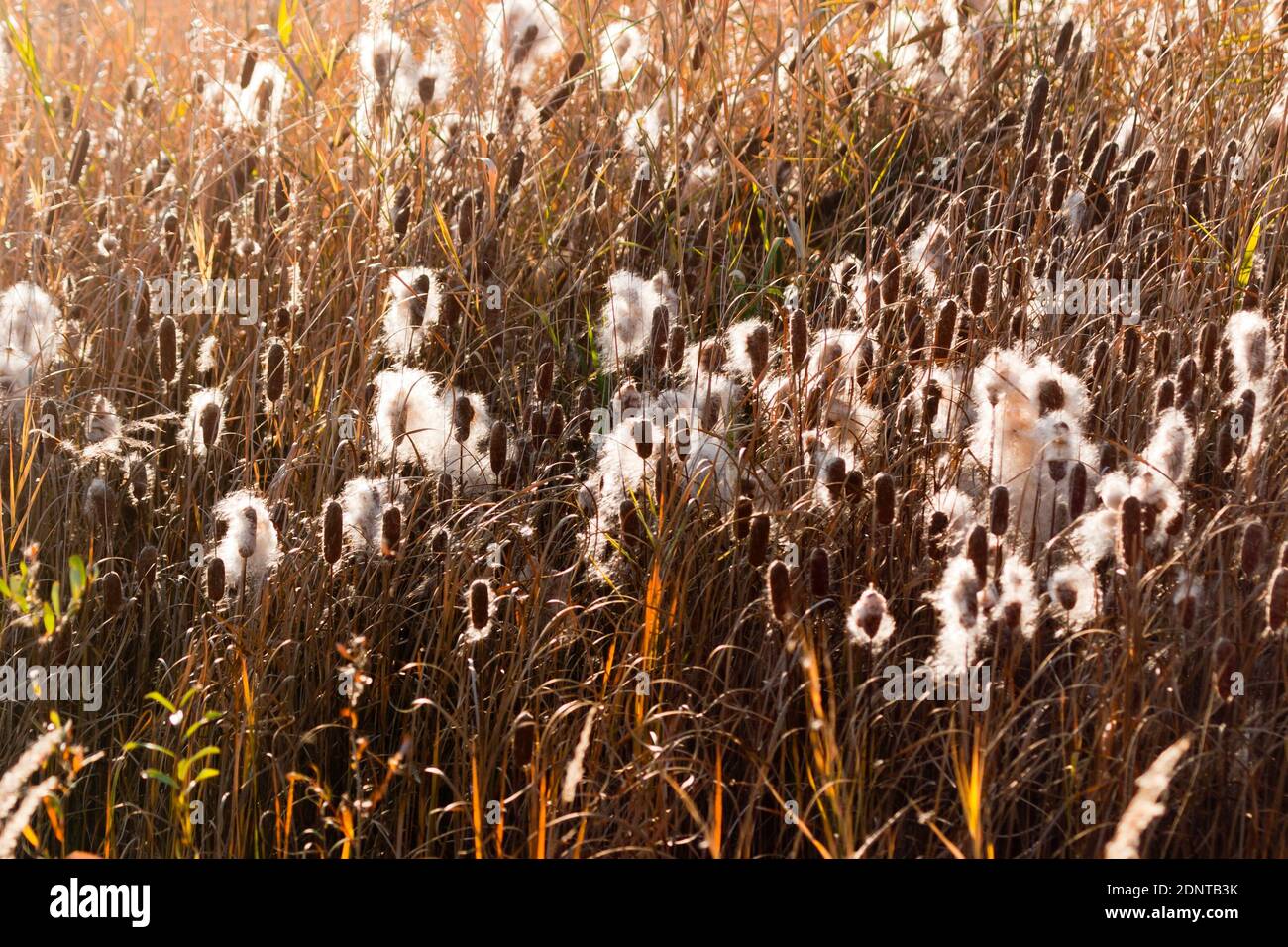 Dry cattails (typha) in autumn with fluffy cobs and flying seeds at ...