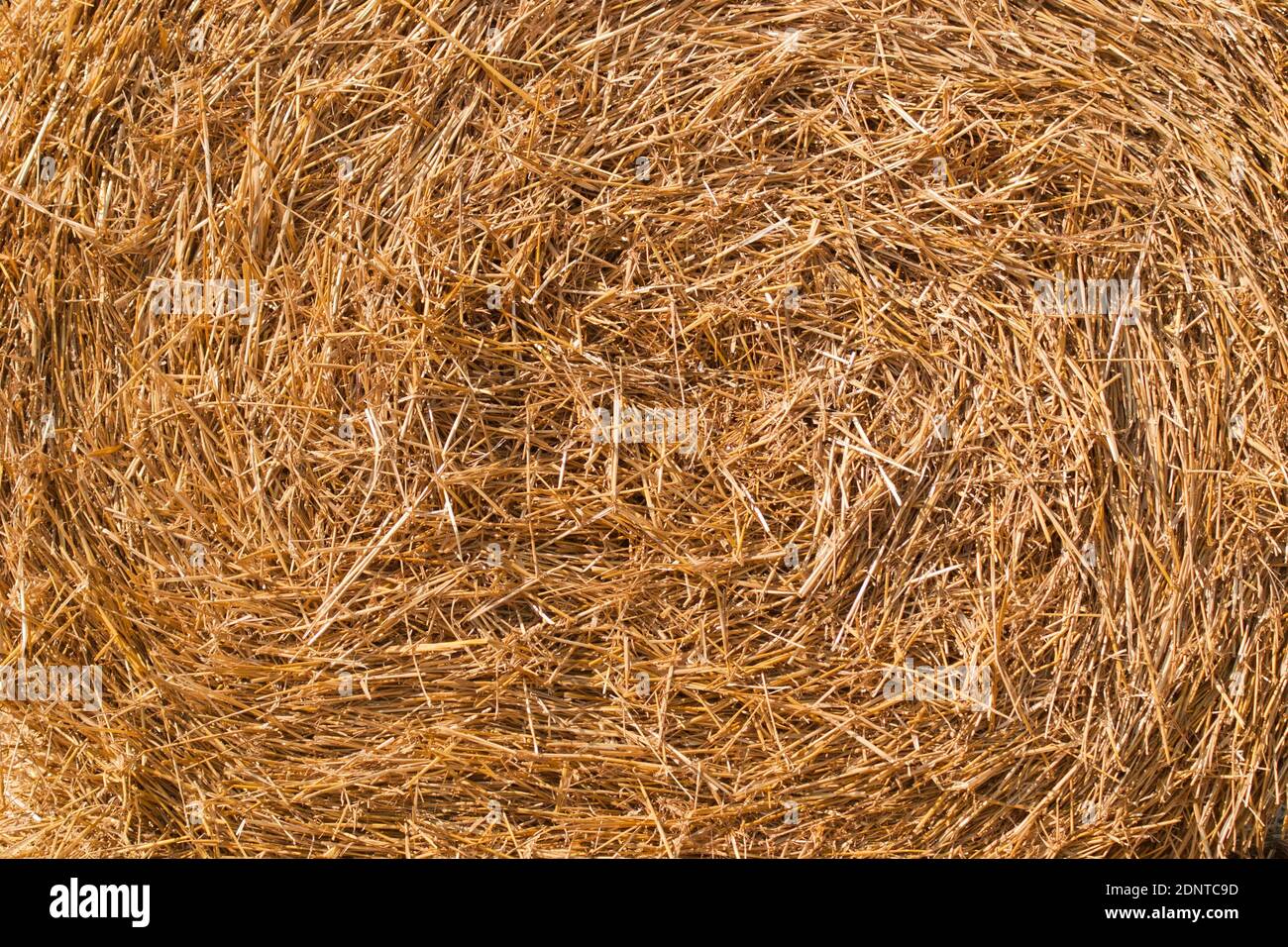 Straw. The background. Bright background of dry yellow straw Stock ...