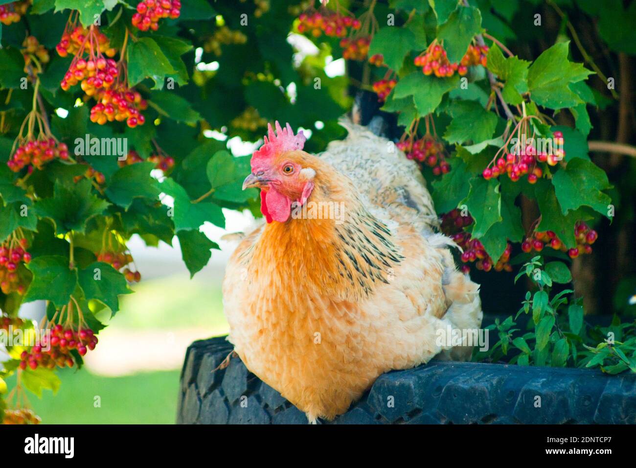 One laying hen. One laying hen are sitting on the background of red ...