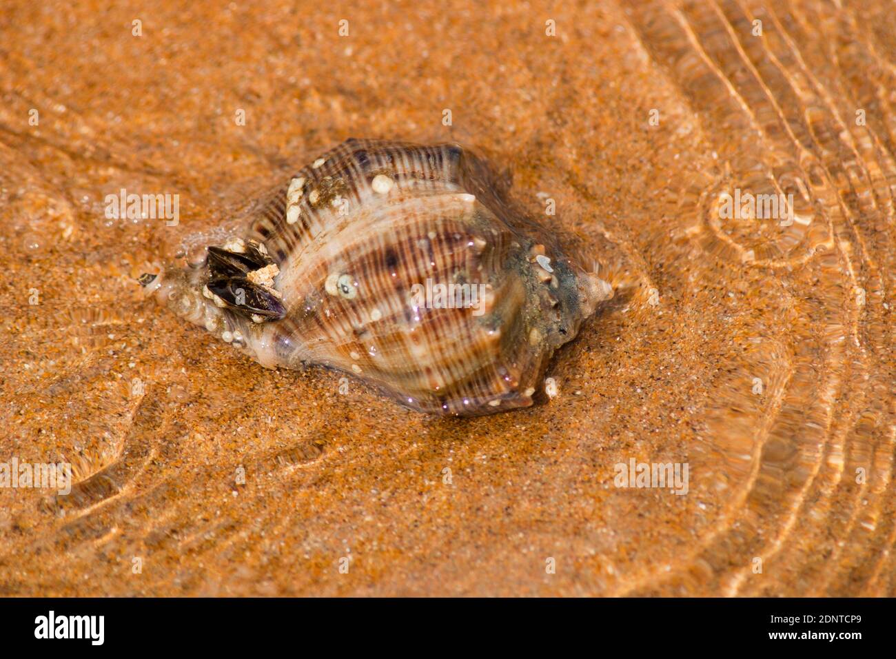 Rapan on the seashore. One gastropod, Rapana, lies on the seashore and ...