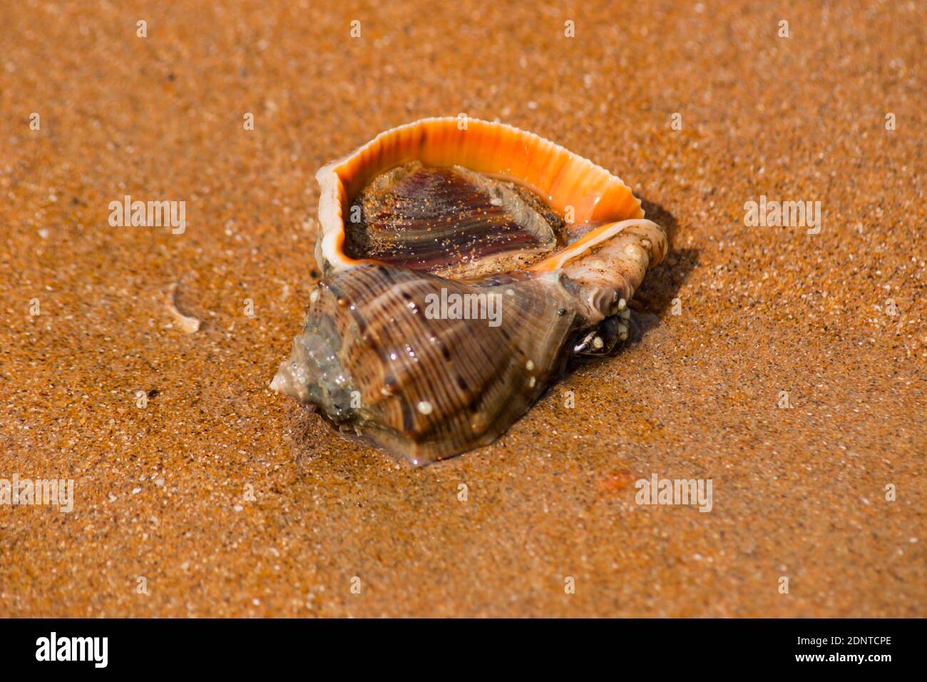 Predatory Sea Snail High Resolution Stock Photography and Images - Alamy