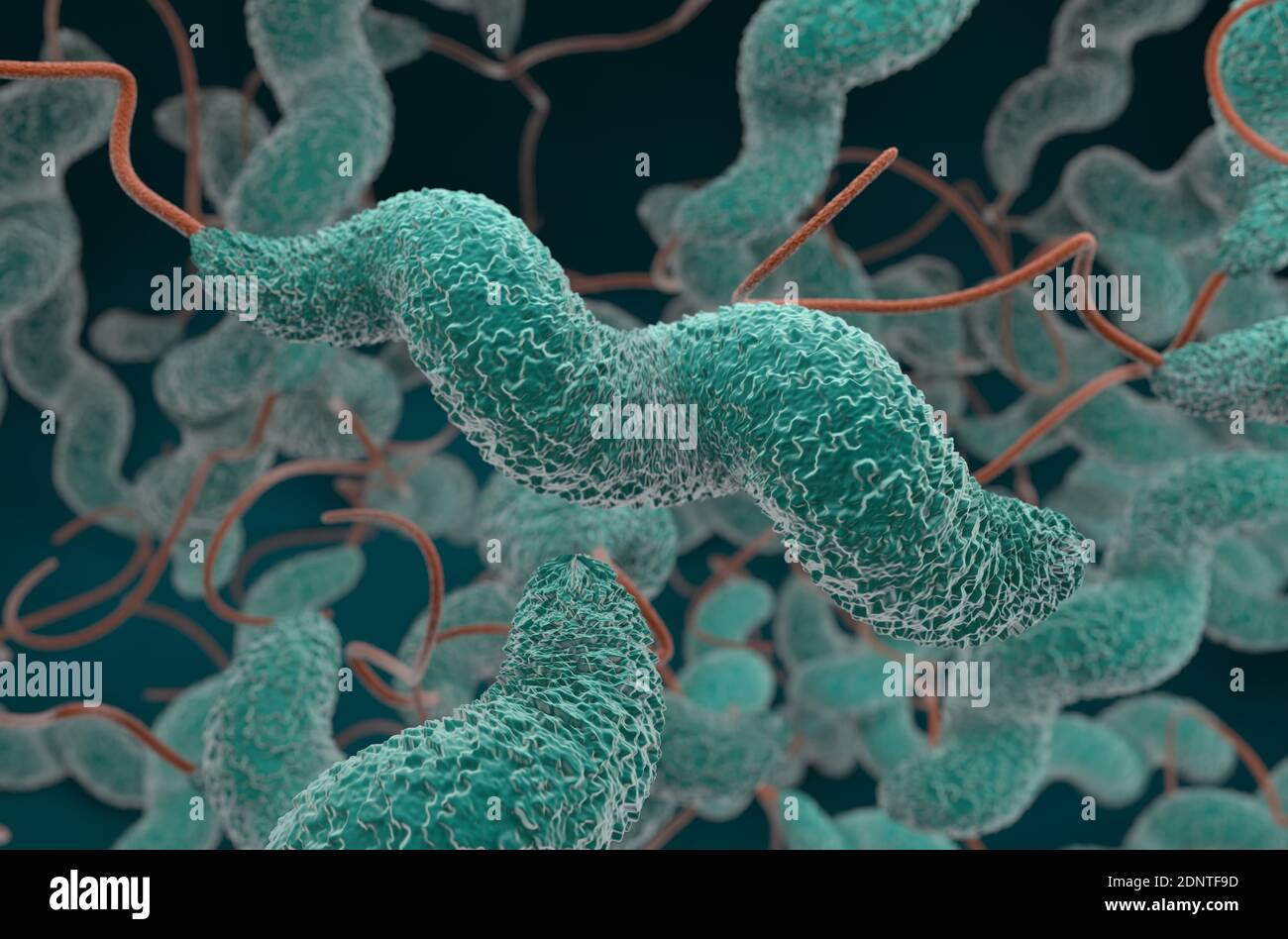 Campylobacter jejuni bacteria 3d render illustration closeup Stock ...