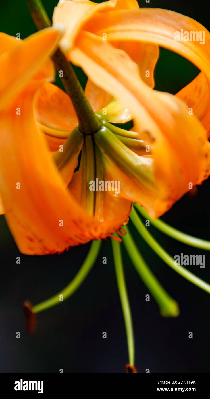 Curled flower branch hi-res stock photography and images - Alamy