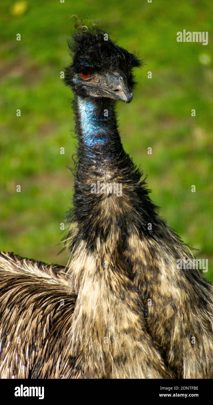 Bird funny hair hi-res stock photography and images - Alamy