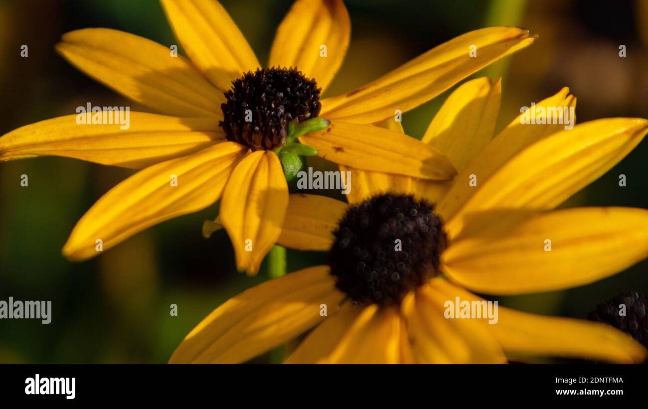 Yellow Flowers in the Sun Stock Photo - Alamy