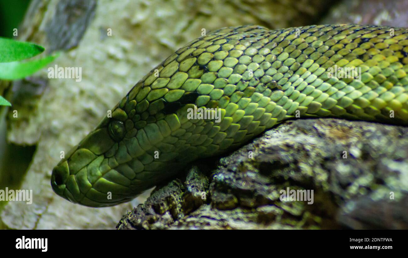 Dangerous looking Green Snake Stock Photo - Alamy