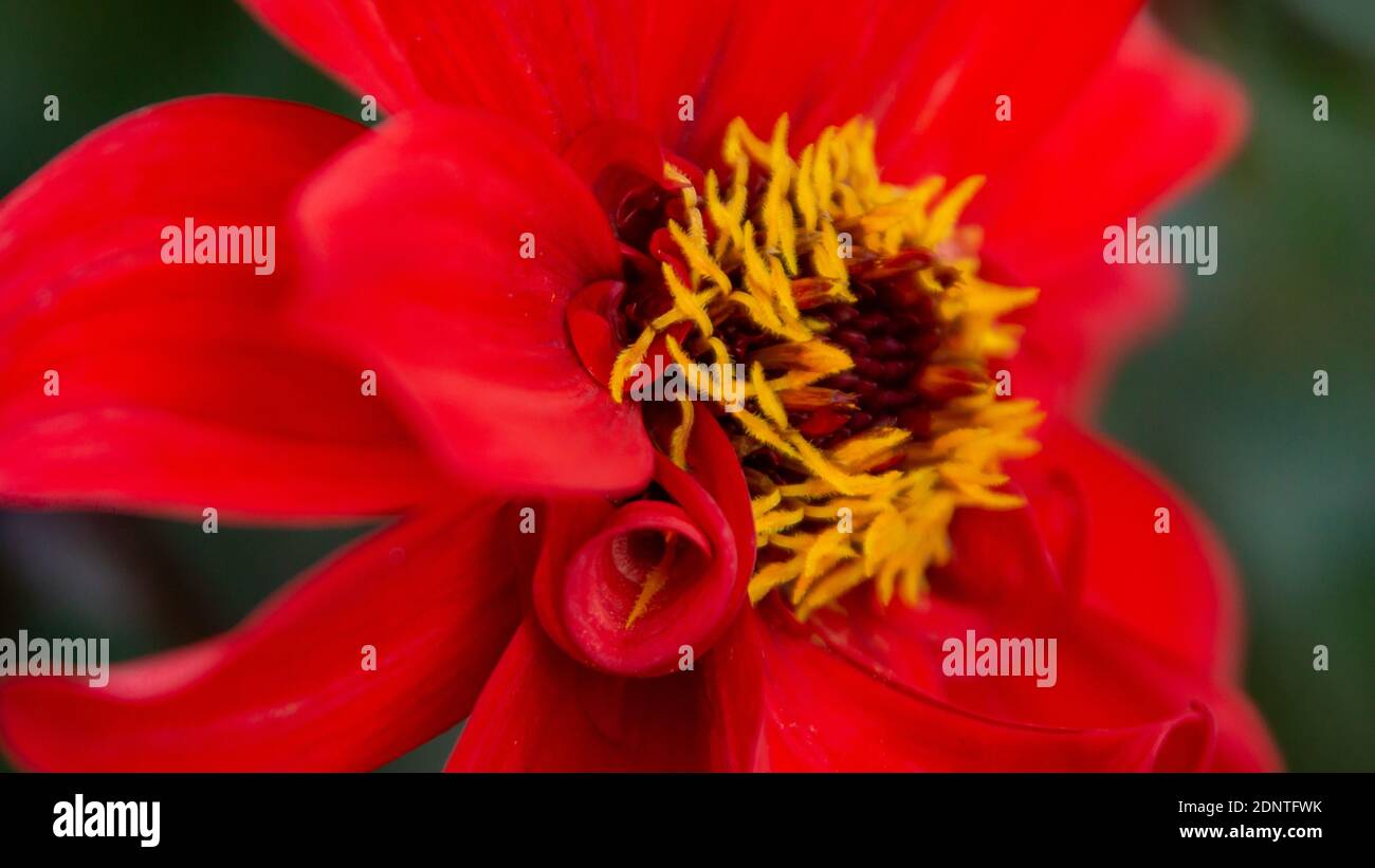 Deep color bloom hi-res stock photography and images - Alamy