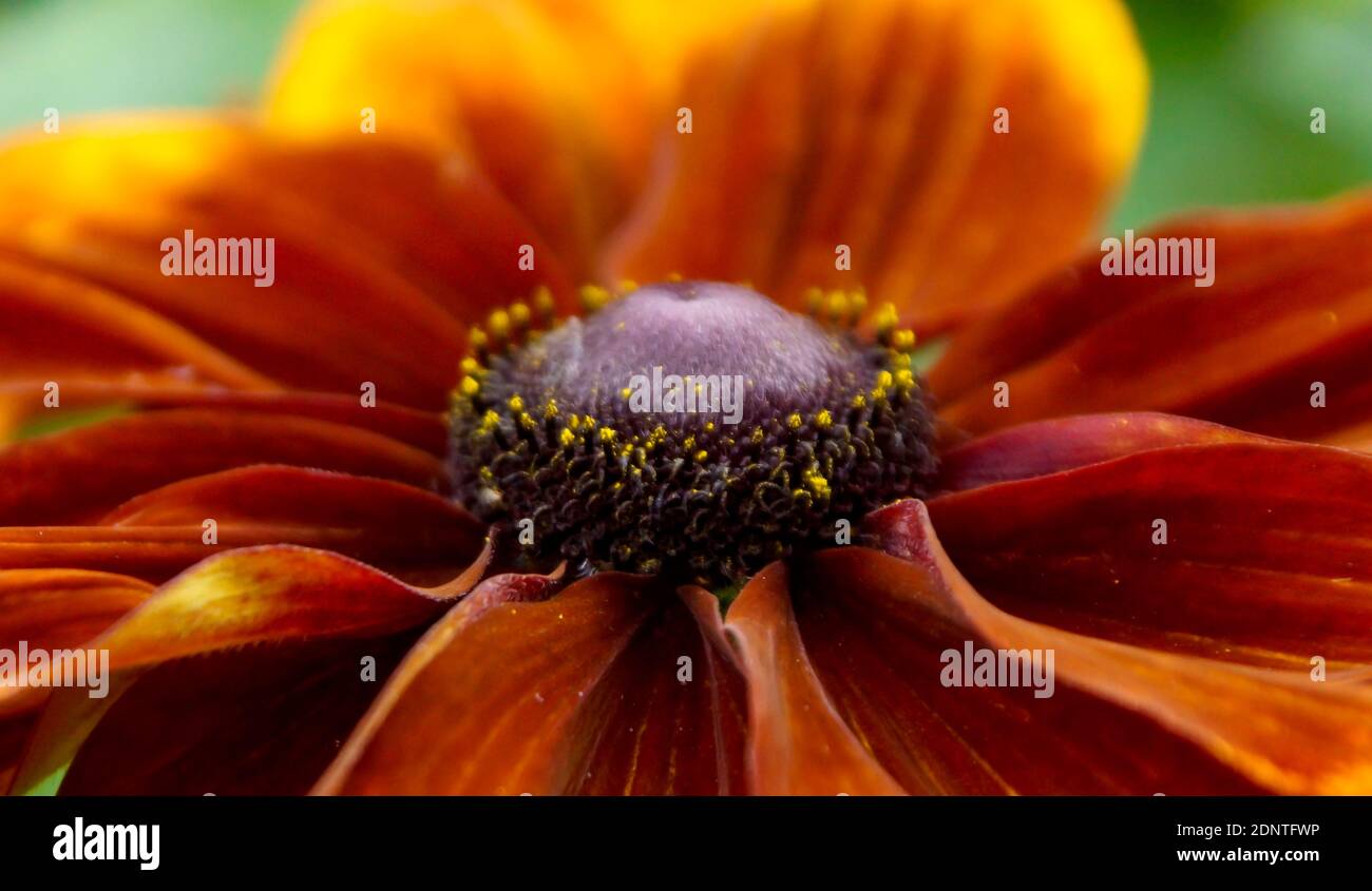 The Centre of the Flower Stock Photo - Alamy