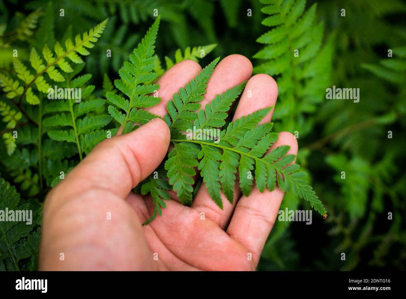 Hand touching fern hi-res stock photography and images - Alamy