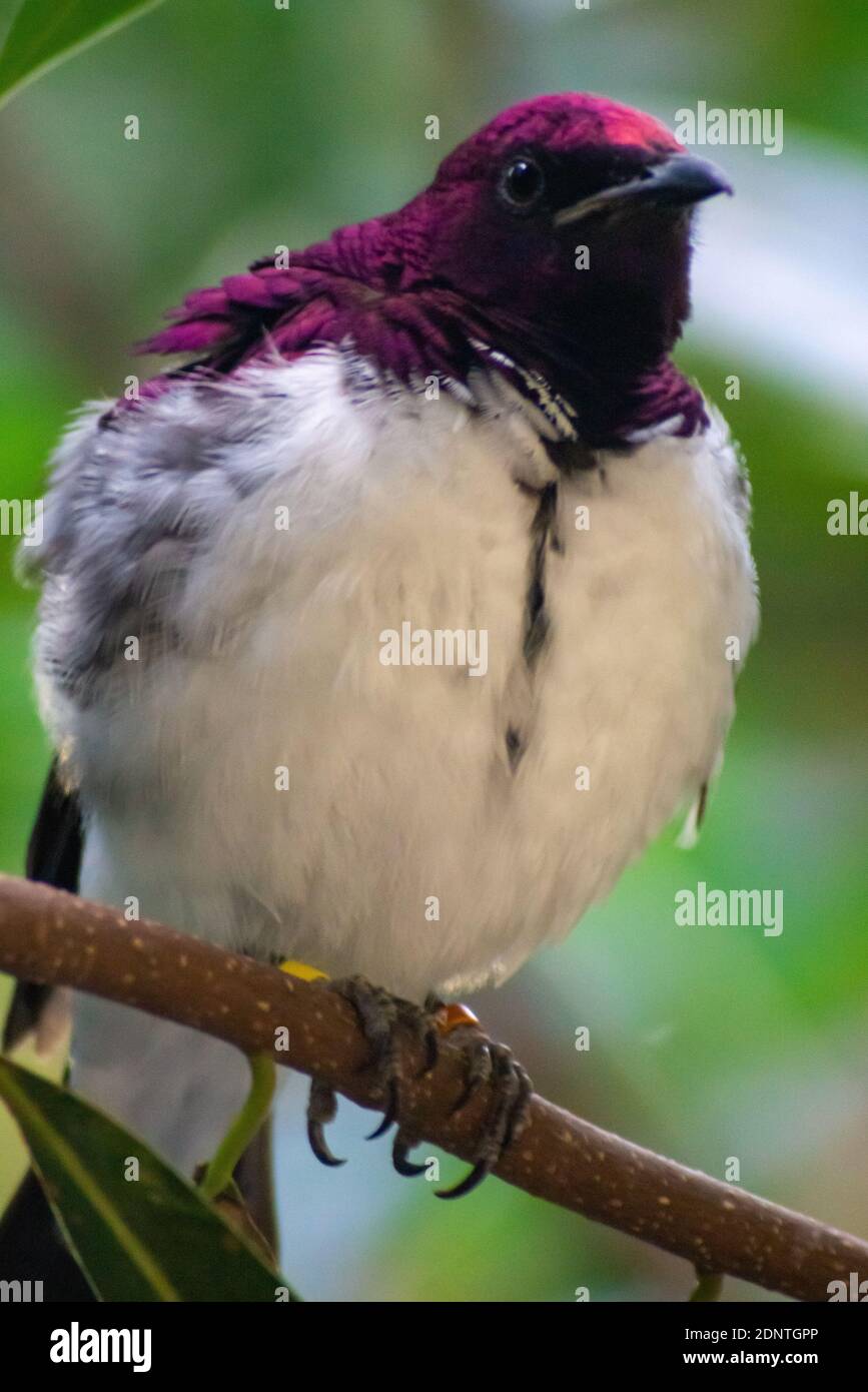 Bird fluffing feathers hi-res stock photography and images - Alamy