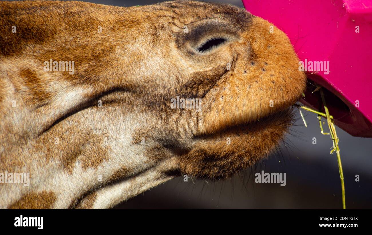 Giraffes face and neck hi-res stock photography and images - Alamy