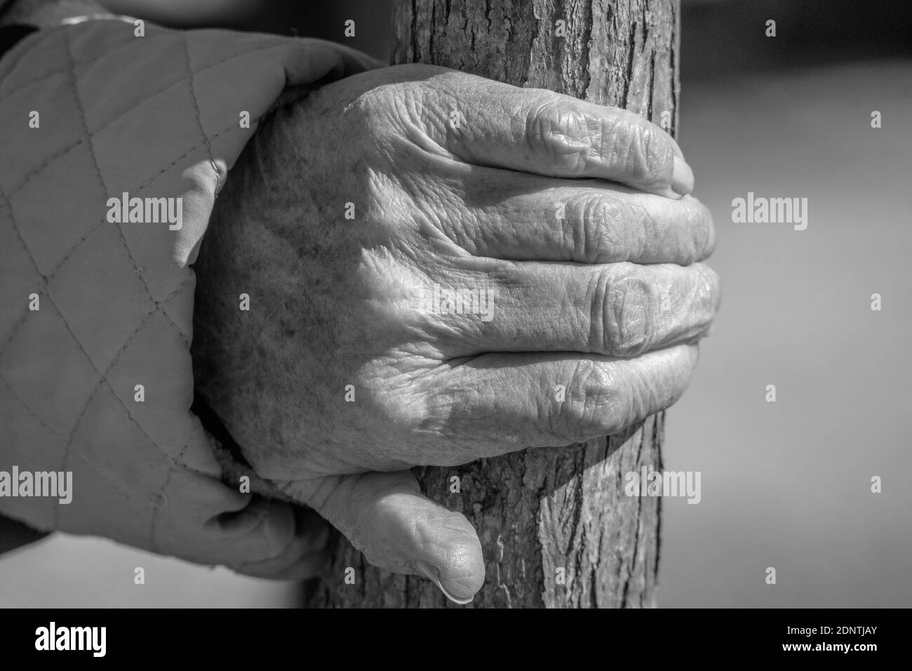 Person touching tree branch Black and White Stock Photos & Images - Alamy