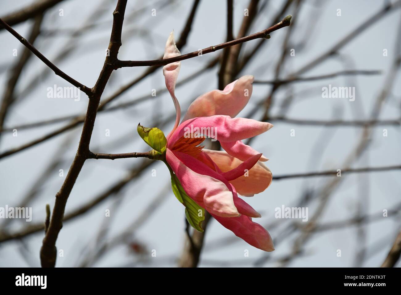 Popular floral decoration used hi-res stock photography and images - Alamy