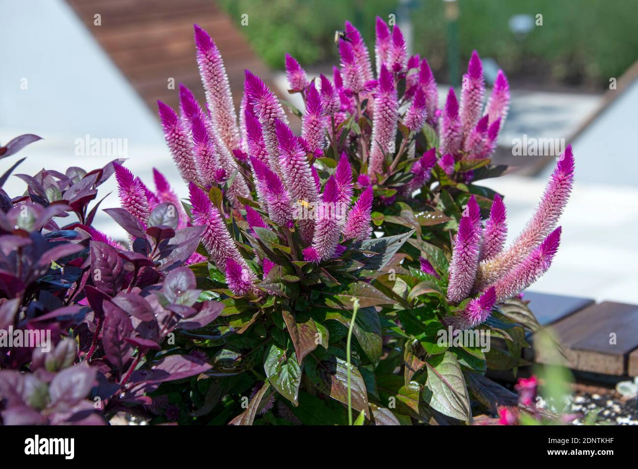 Wild flower. Wild flowers are of special interest for floriculture ...