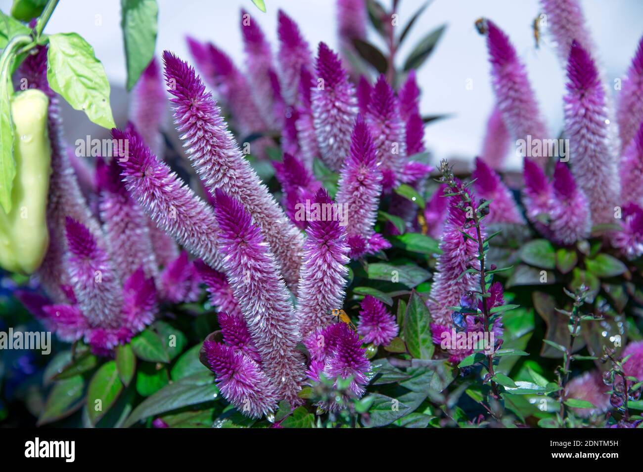 Wild flower. Wild flowers are of special interest for floriculture ...