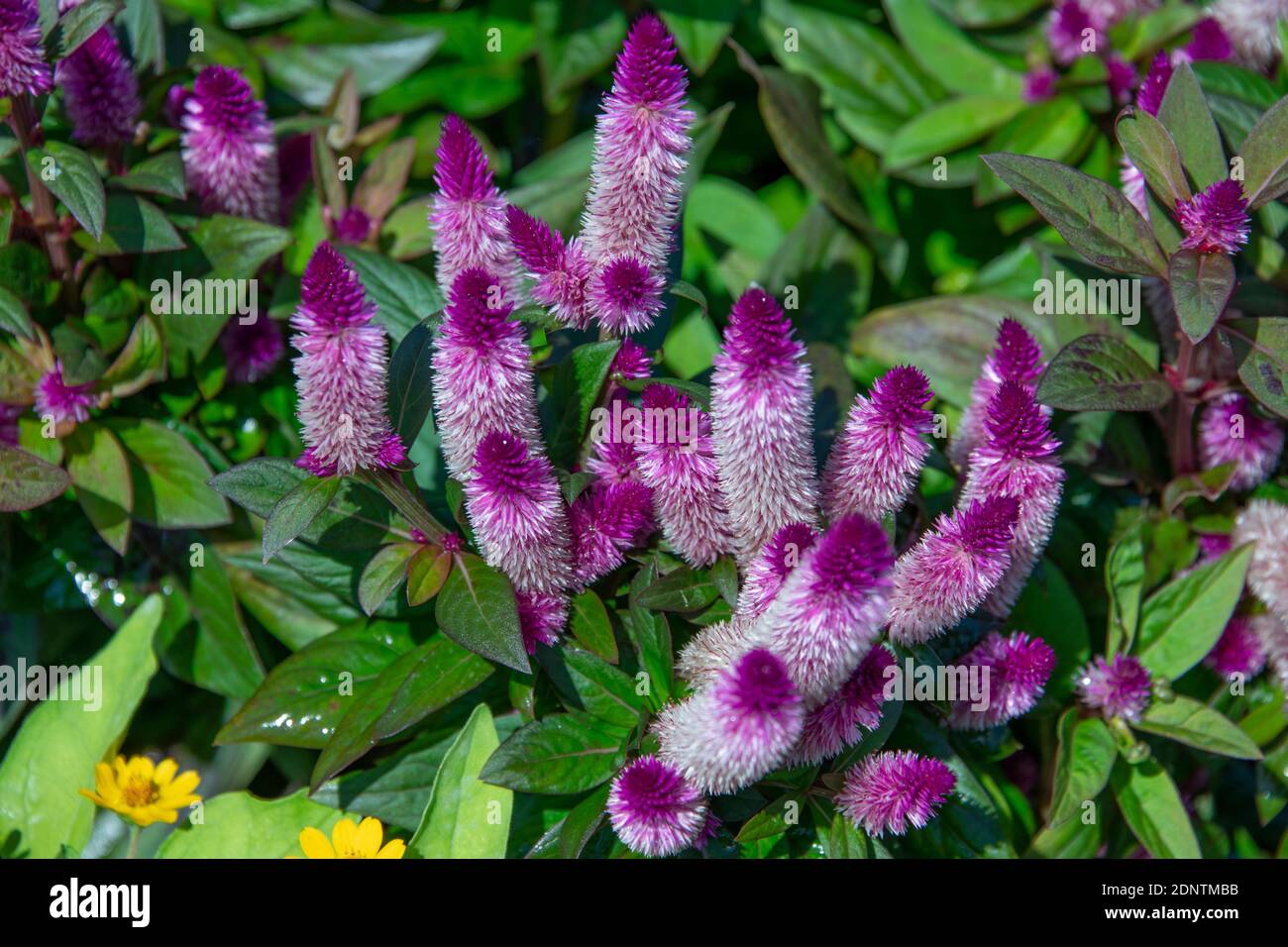 Wild flower. Wild flowers are of special interest for floriculture ...