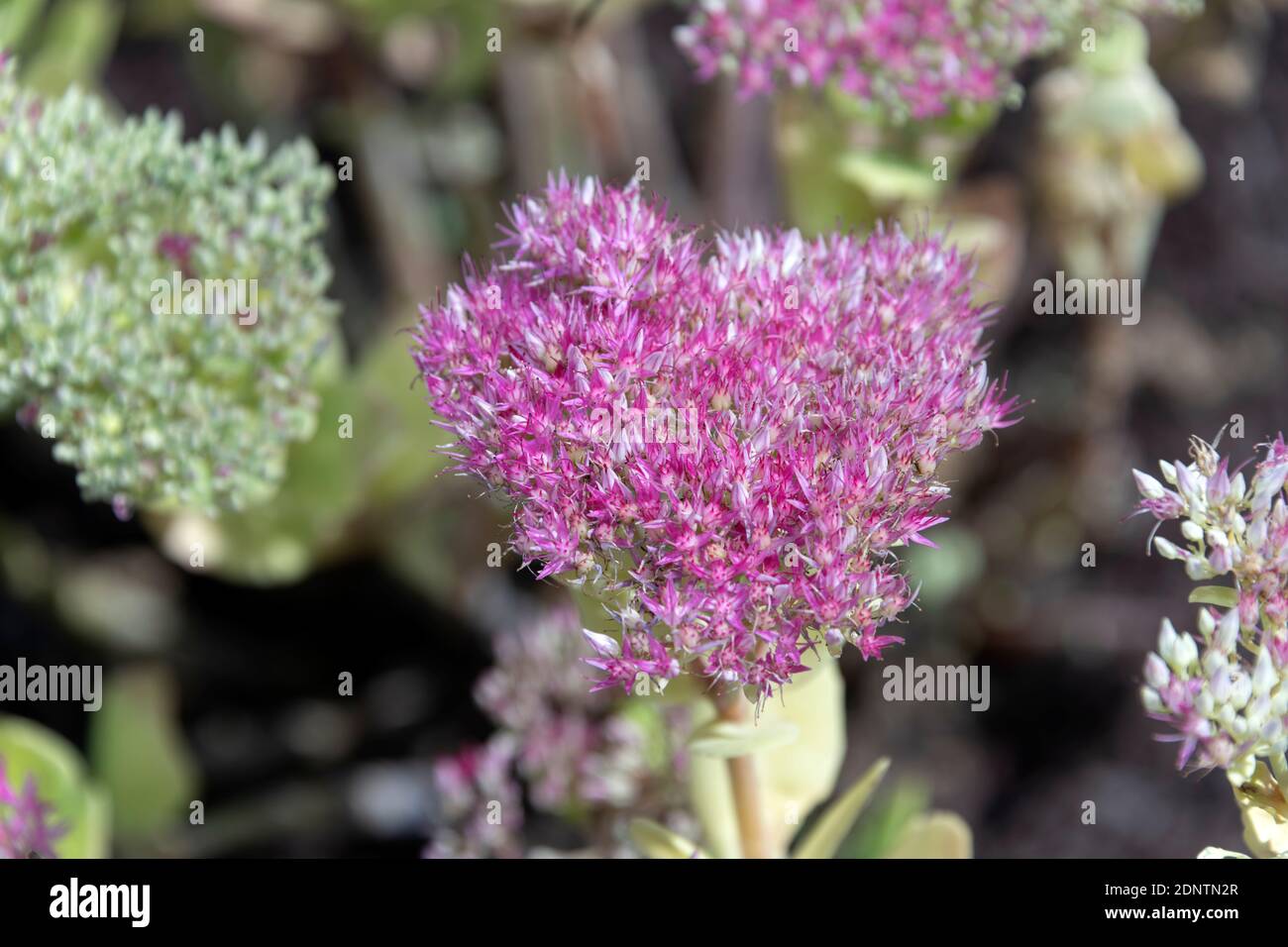 Wild flower. Wild flowers are of special interest for floriculture ...