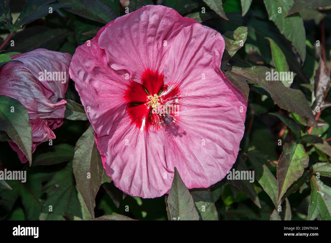 Mars pink hi-res stock photography and images - Alamy