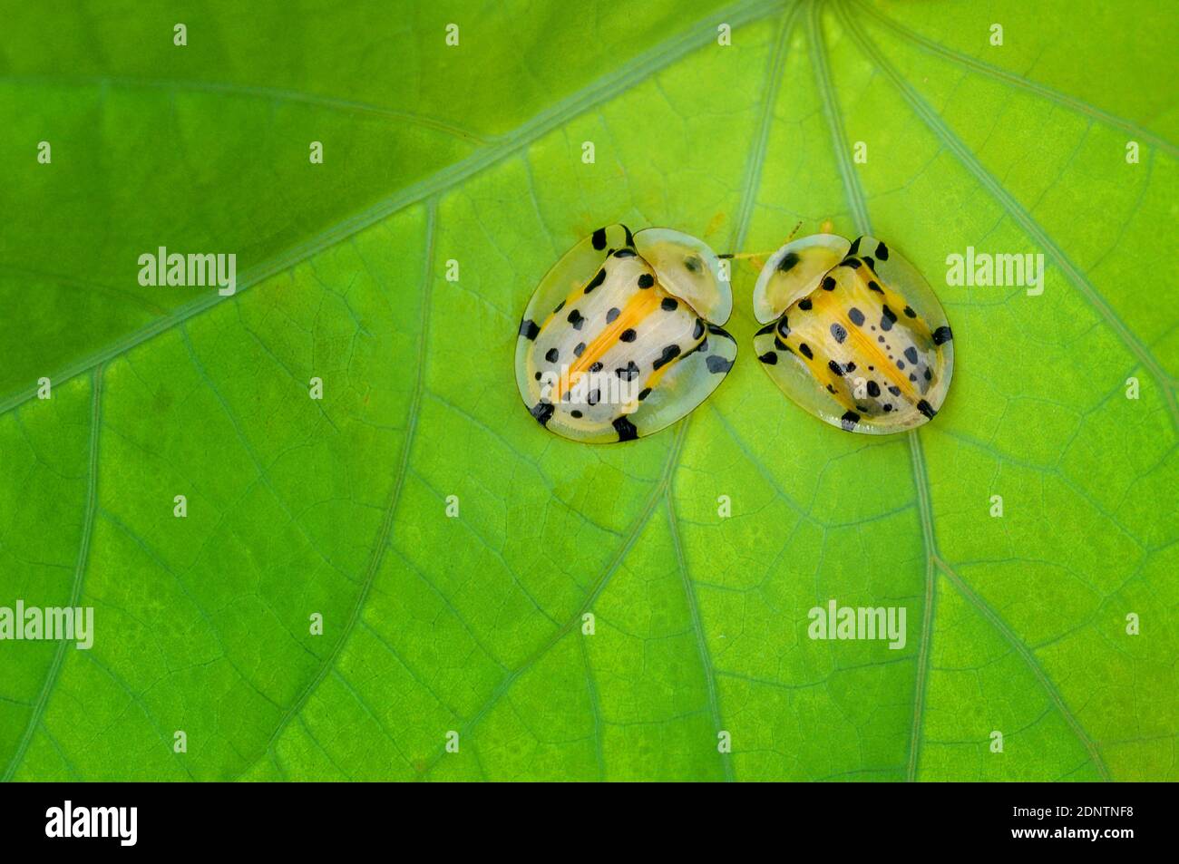 Overhead view of two Ladybugs on a leaf, Indonesia Stock Photo - Alamy
