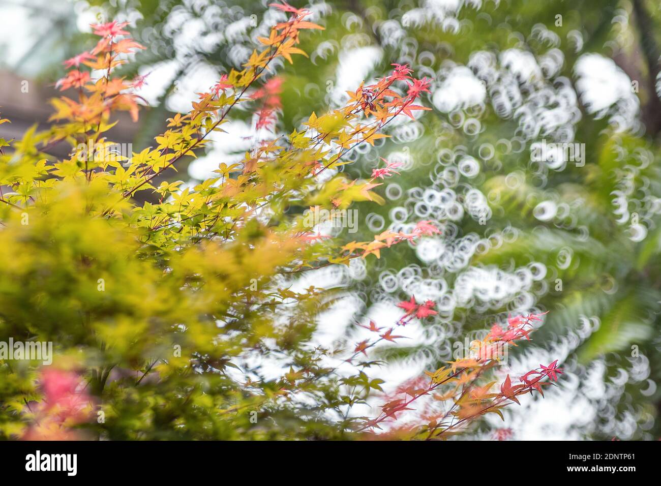 Chicken claw maple hi-res stock photography and images - Alamy