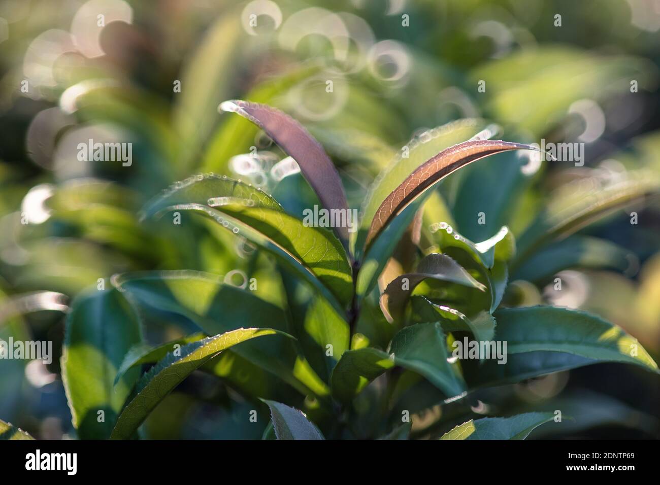 Serrulate leaf ling hi-res stock photography and images - Alamy