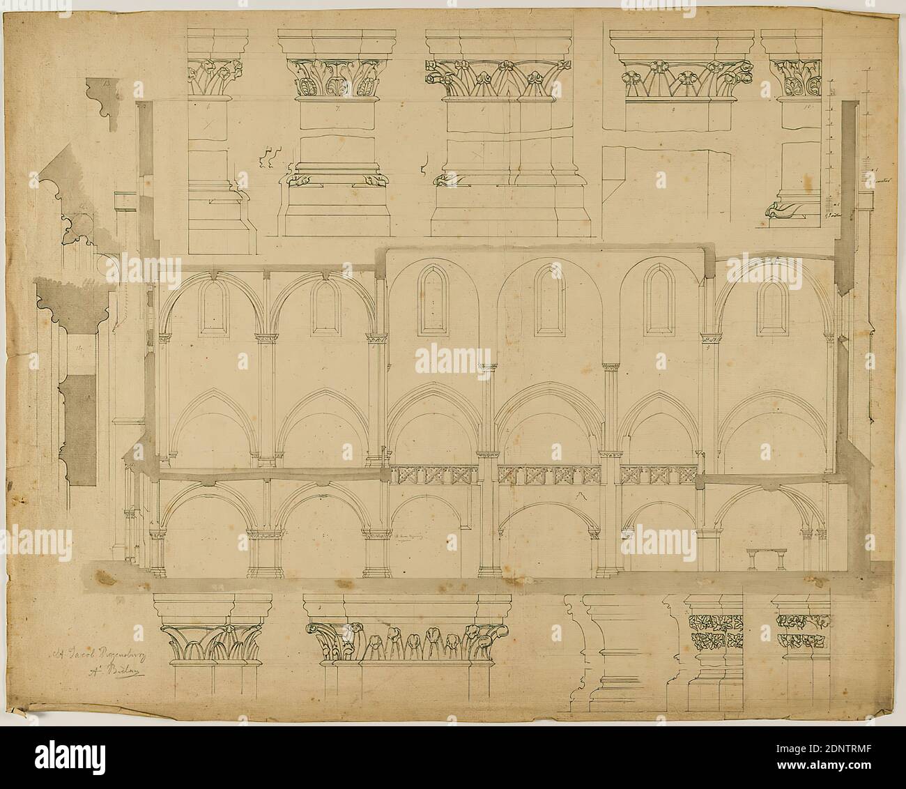 Longitudinal sections hi-res stock photography and images - Alamy