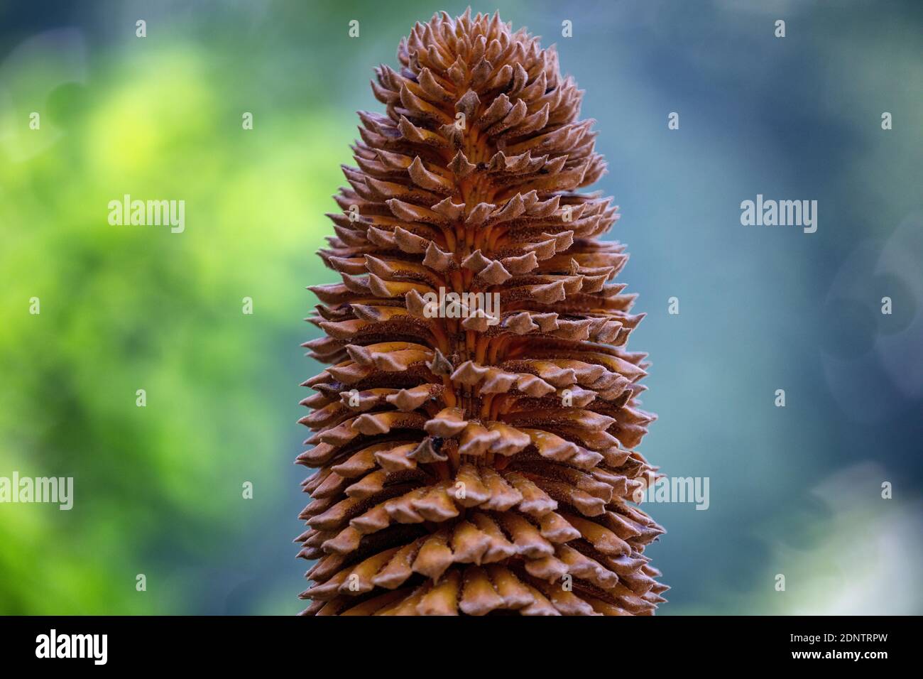 The cycads flowers Stock Photo - Alamy