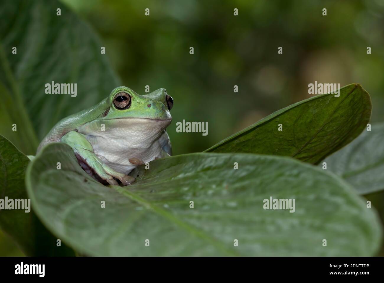 White's tree frog sitting on a leaf, Indonesia Stock Photo - Alamy