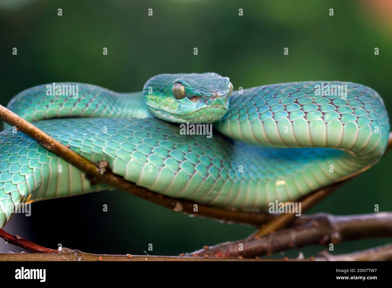 Portrait of a turquoise pit viper snake on a branch, Indonesia Stock ...