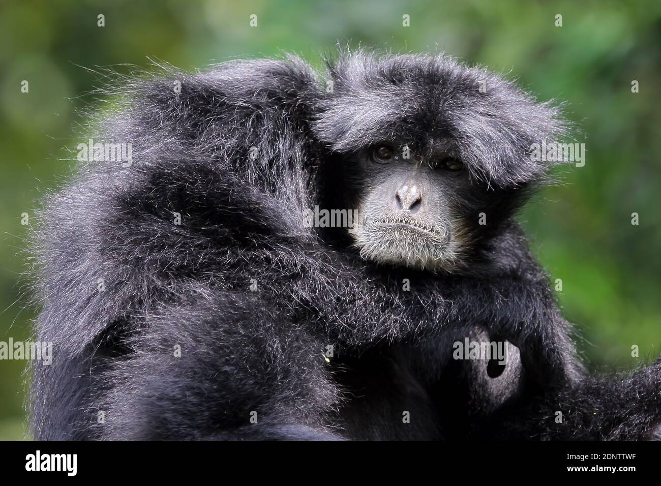 Portrait of a siamang gibbon, Indonesia Stock Photo - Alamy